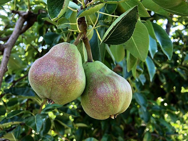 Our Fruit | Stillwater Orchards