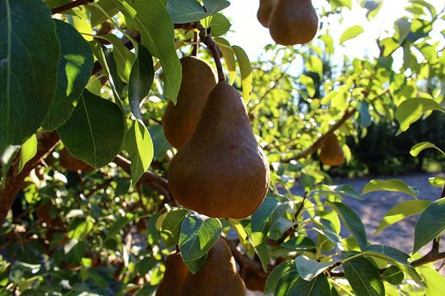 Our Fruit | Stillwater Orchards