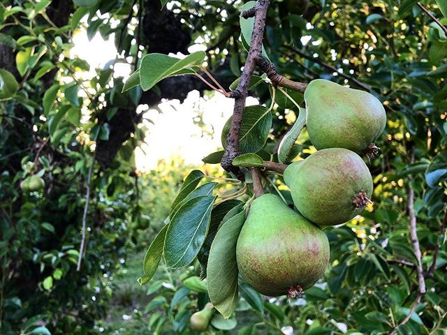 Our Fruit | Stillwater Orchards