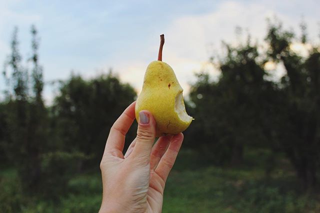 Our Fruit | Stillwater Orchards
