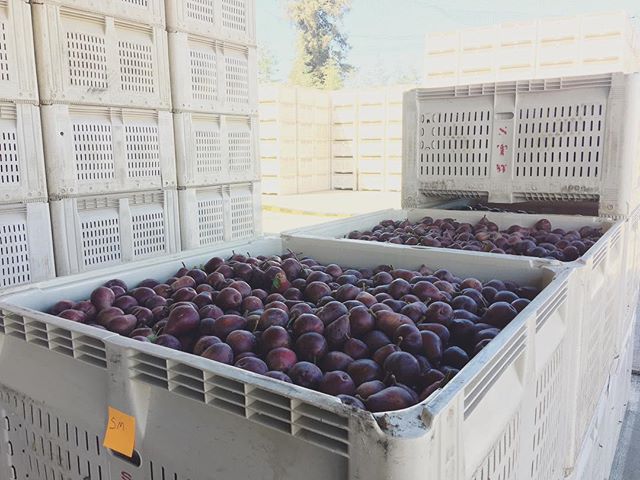 Our Fruit | Stillwater Orchards