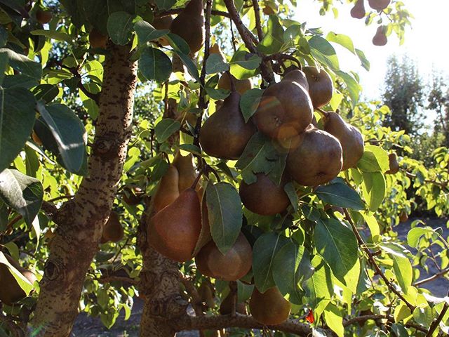 Our Fruit | Stillwater Orchards