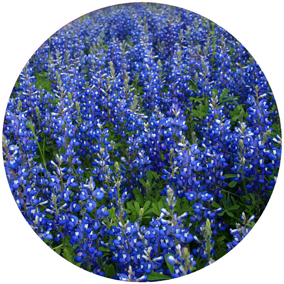 Blue Bonnet - 77 | andreassilicone