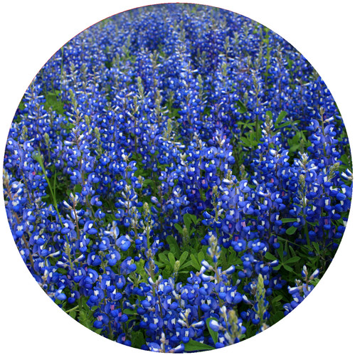 Blue Bonnet - 77 | andreassilicone