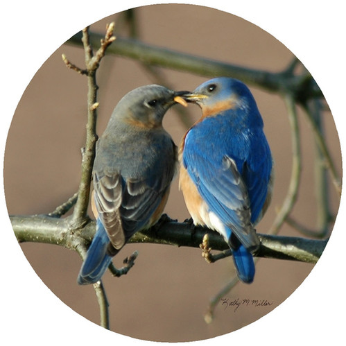 Bluebird Couple - KMBB1 | andreassilicone