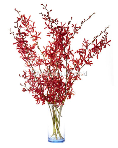 Aranthera Anne Black Jame's Story Azima Fire Orchid Fresh Cut Flower ...