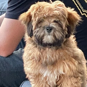 Arizona Mini Shih-Poo Puppies | Shih-poo