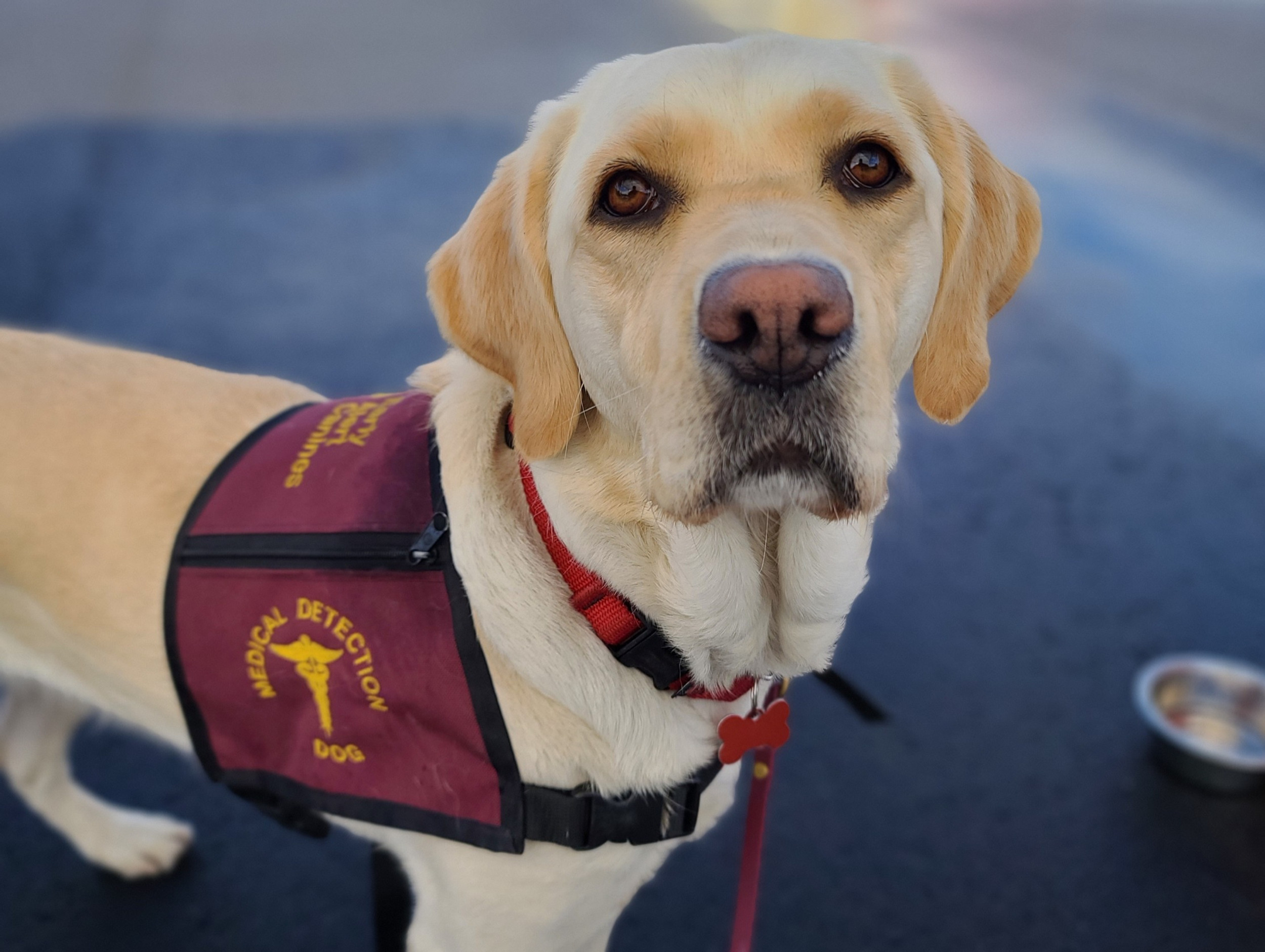 Services | Early Alert Canines | California