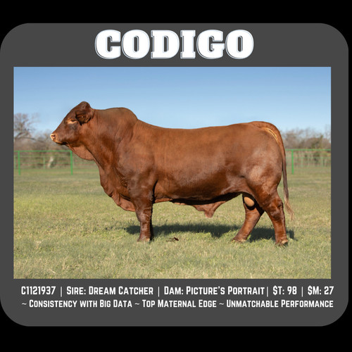CODIGO SEMEN | Strategy Cattle