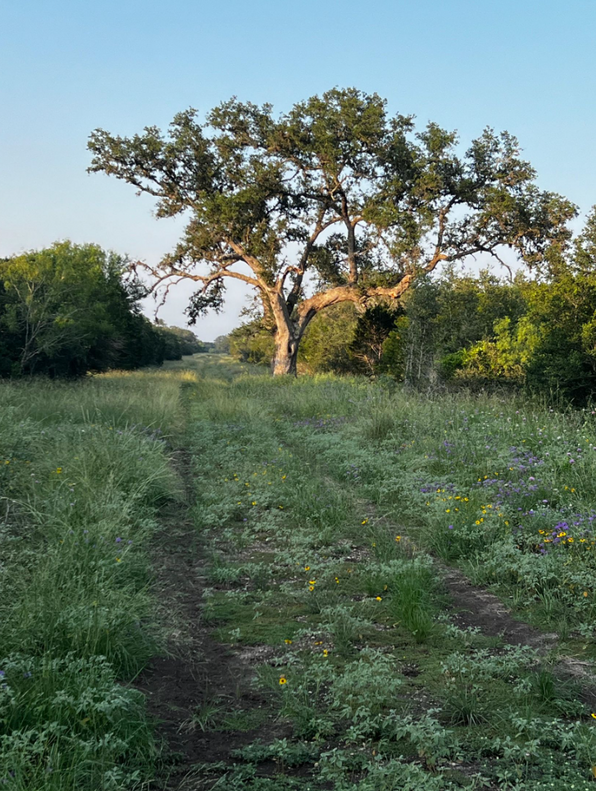 D'Hanis, TX | Land For Sale | Ranch Lands of Texas