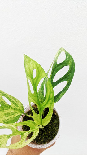 Monstera acuminata 'Mint Variegated / Variegata' | Indo Tropical Plant