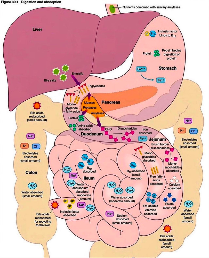 Unlocking the Secret to Losing Fat: Understanding Digestion and ...