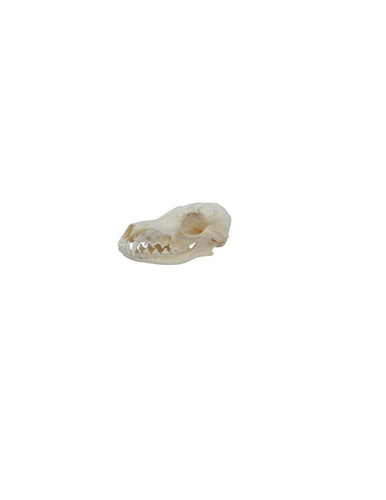 Grey Fox Skull | Barnes Hide and Fur