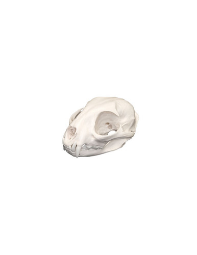 Bobcat Skull | Barnes Hide and Fur