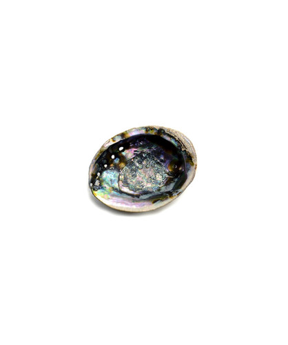 Abalone Shell | Barnes Hide and Fur