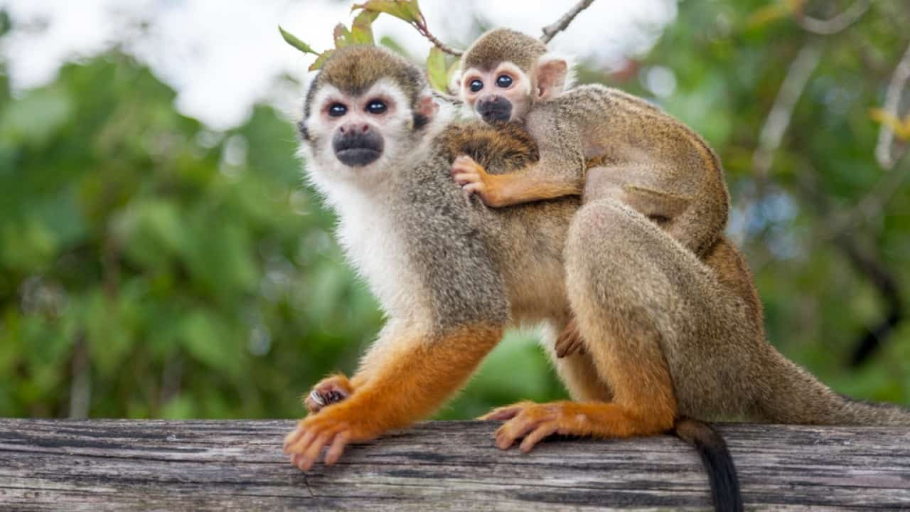 Monkey land