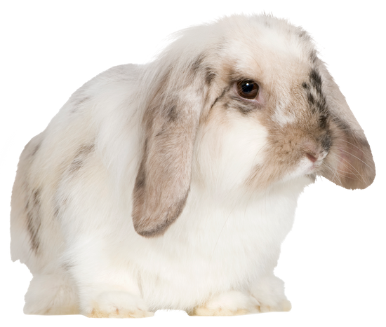 Rabbit toys | Tiny Paws Emporium | Ontario Canada
