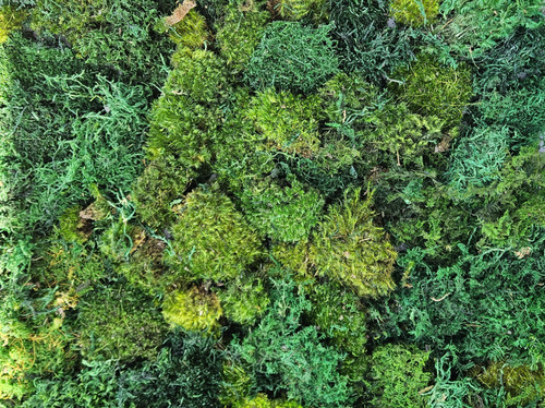 Preserved Moss Bulk | Mood Moss | Fern Moss | Sheet Moss | Hypnum Moss ...