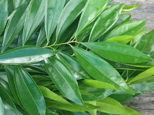 Fresh Cut Cocculus | 10 Bunches Per Case | teresasplants.com