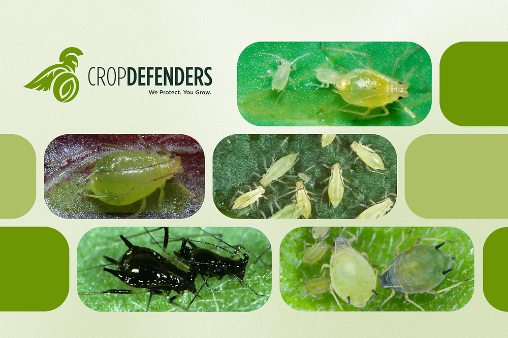 Effectively Managing Aphid Populations: A Greenhouse Grower’s Guide to ...