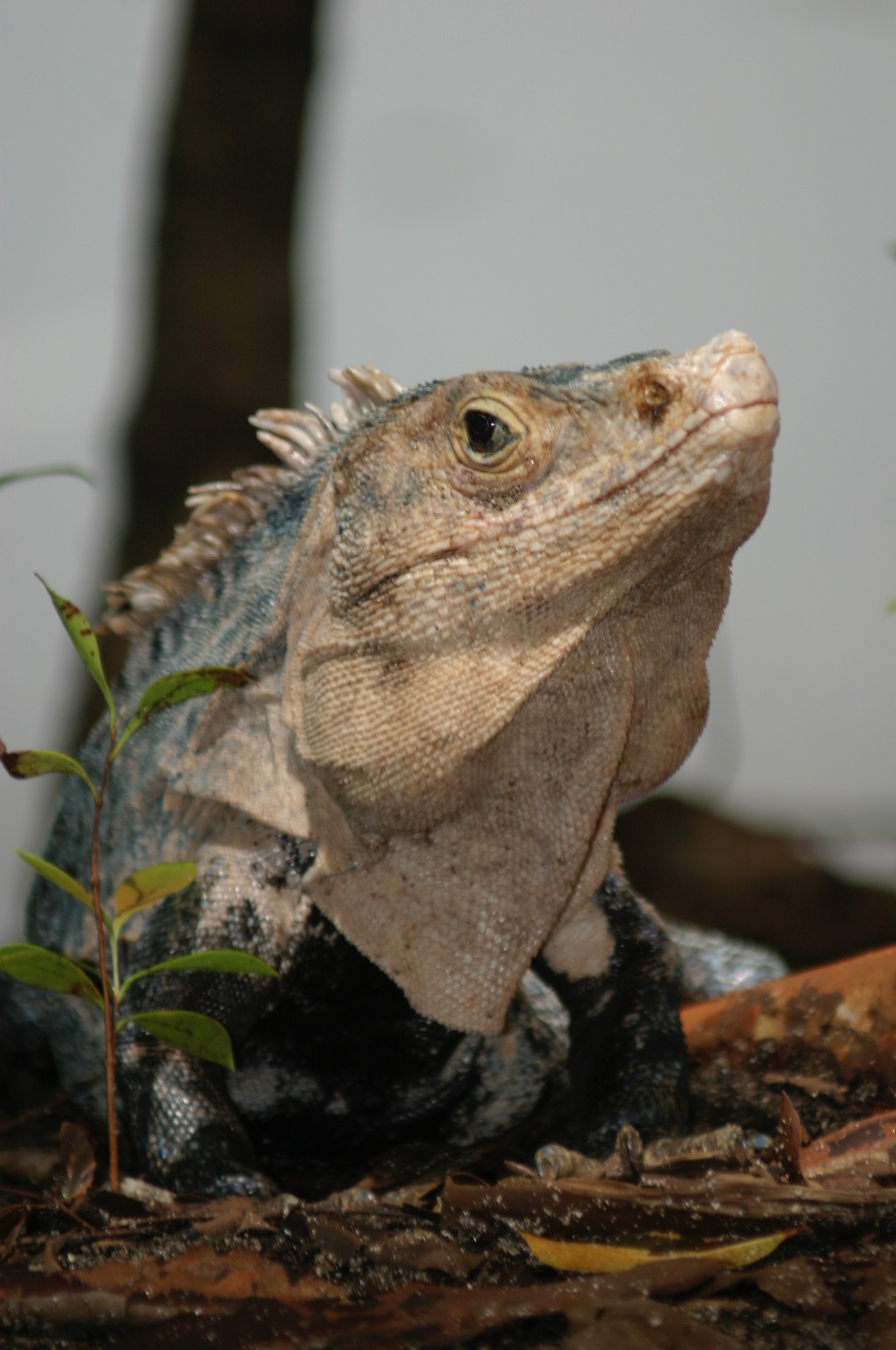 MOTOR BOAT | Mangrovemonkeytour | Puntarenas Province