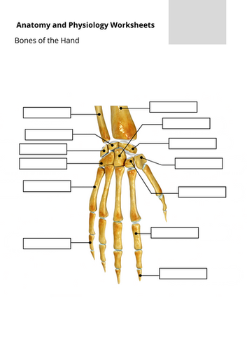 Anatomy And Physiology Worksheets Pdf