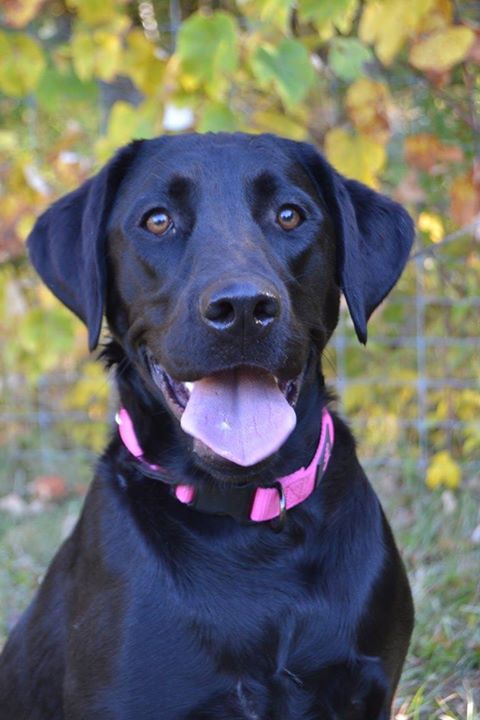 GALLERY | clarksdogkennel