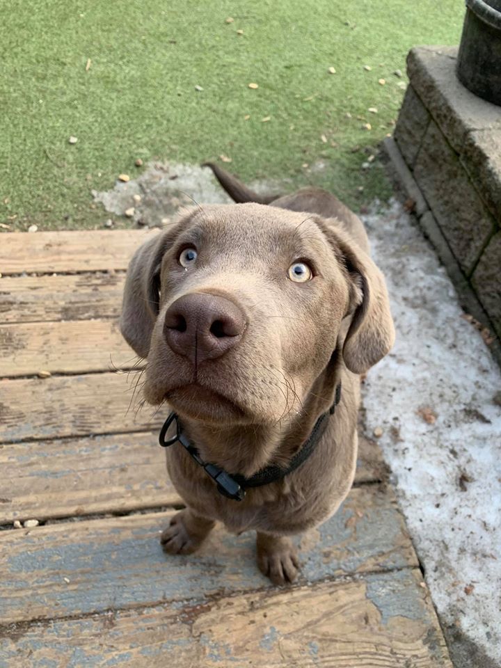 GALLERY | clarksdogkennel