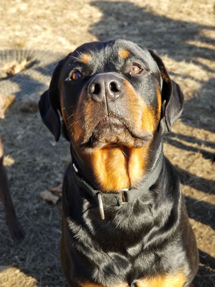 GALLERY | clarksdogkennel