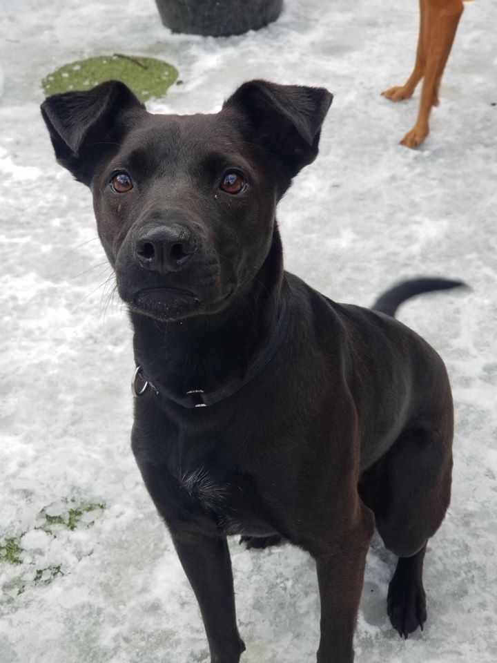 GALLERY | clarksdogkennel