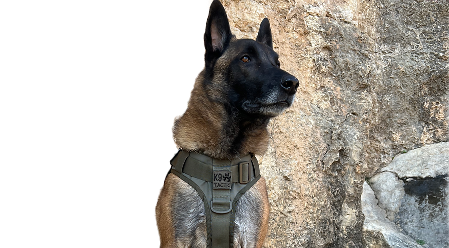 Collier chien intervention | Collier tactique chien | Collier militaire pour chien | K9 tactic