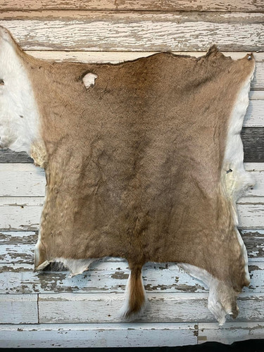 Early Season Tanned Whitetail Hide - 28 1/2"L x 30"W | Tall Tines Taxidermy
