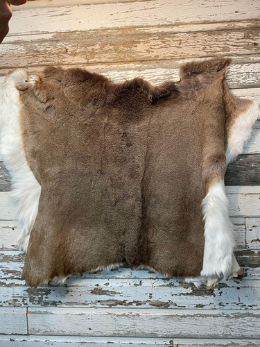 Late Season Tanned Whitetail Hide - 28"L x 43"W | Tall Tines Taxidermy