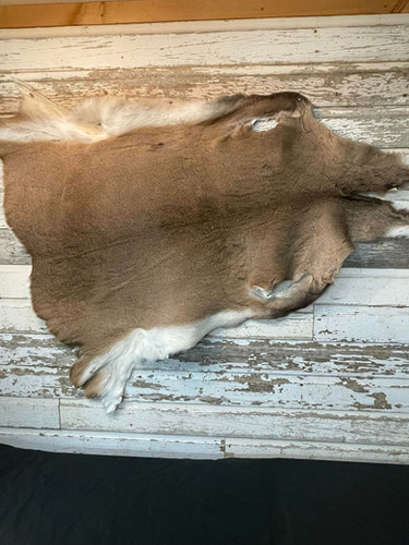 Early Season Tanned Whitetail Hide - 44"L x 32 1/2"W | Tall Tines Taxidermy