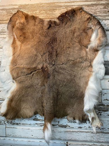 Mid Season Tanned Whitetail Buck Hide - 33"L x 39"W | Tall Tines Taxidermy