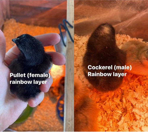 Rainbow Layer Chicks | Hog Lake Homestead
