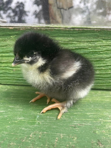 Black Copper Marans Chicks | Hog Lake Homestead