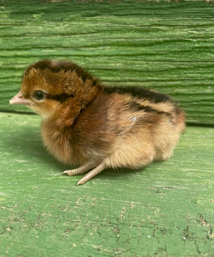 Cream Legbar Chicks | Hog Lake Homestead