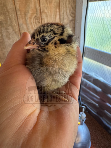 Gold Deathlayer Chicks | Hog Lake Homestead