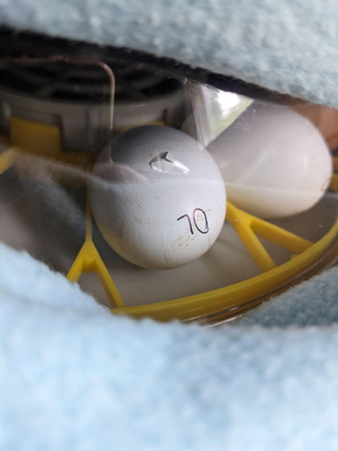 Gold Deathlayer Hatching Eggs | Hog Lake Homestead