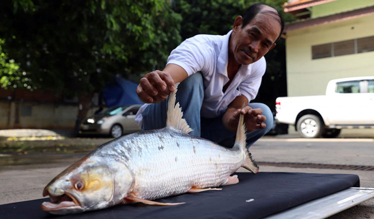 Cambodia: The “ghost fish of the Mekong” reappears after being thought ...