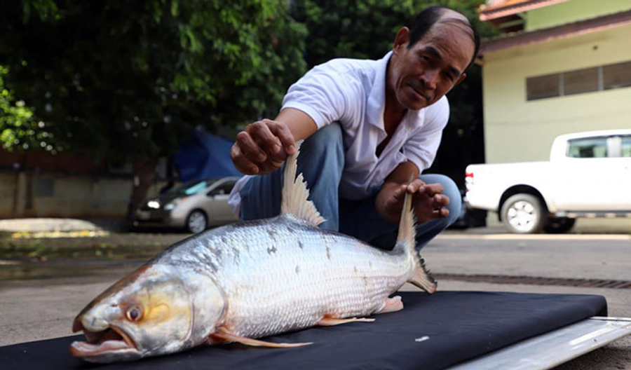 Cambodia: The “ghost fish of the Mekong” reappears after being thought ...