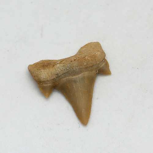 Shark Tooth | Rock-n-Granny