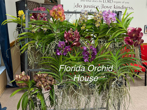 Vanda Mystic Box - 4 Random Vandaceous | Florida Orchid House