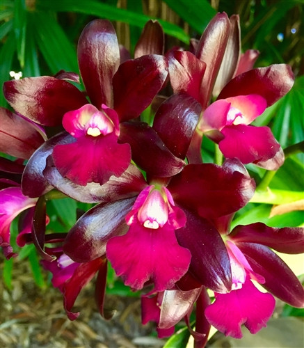 Ctt. Sagarik Wax | Florida Orchid House