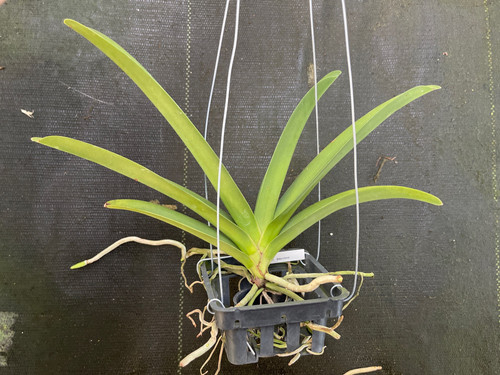 Angraecum praestans | Florida Orchid House