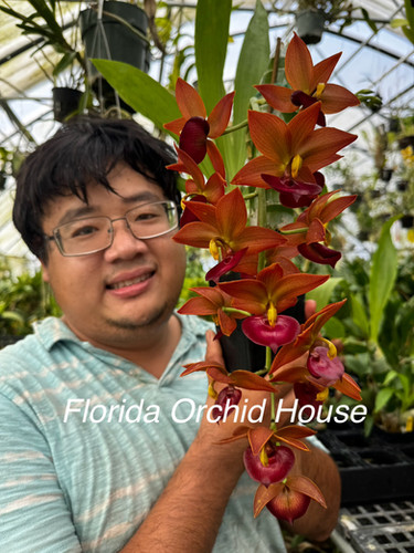 Cycnodes Taiwan Gold ‘Orange’ | Florida Orchid House