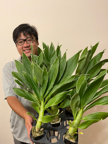 Cycnodes Wine Delight ‘J.E.M.’ FCC/AOS variagated | Florida Orchid House