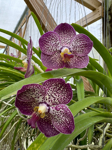 Vanda Somthawil x Vanda Kultana Fragrance | Florida Orchid House