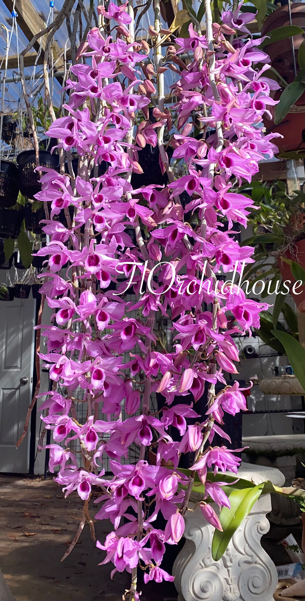 Florida Orchid House | Dendrobium 3/3